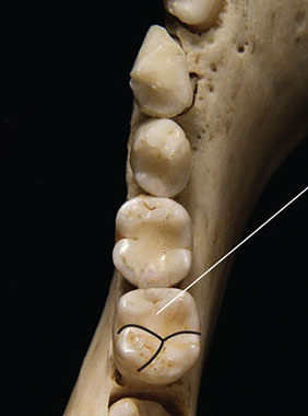 Solved: Which Of The Following Is True Of Primates? Primat... | Chegg.com