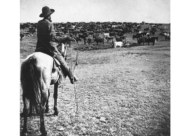 Essay | American history homework help